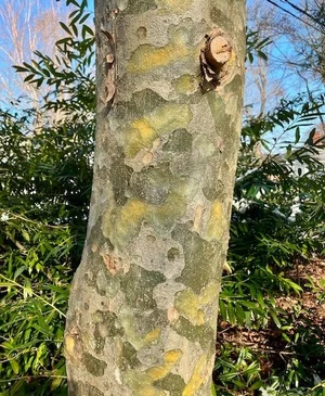 Exfoliation: Uncovering the Beauty of Tree Bark in Winter — Newport ...