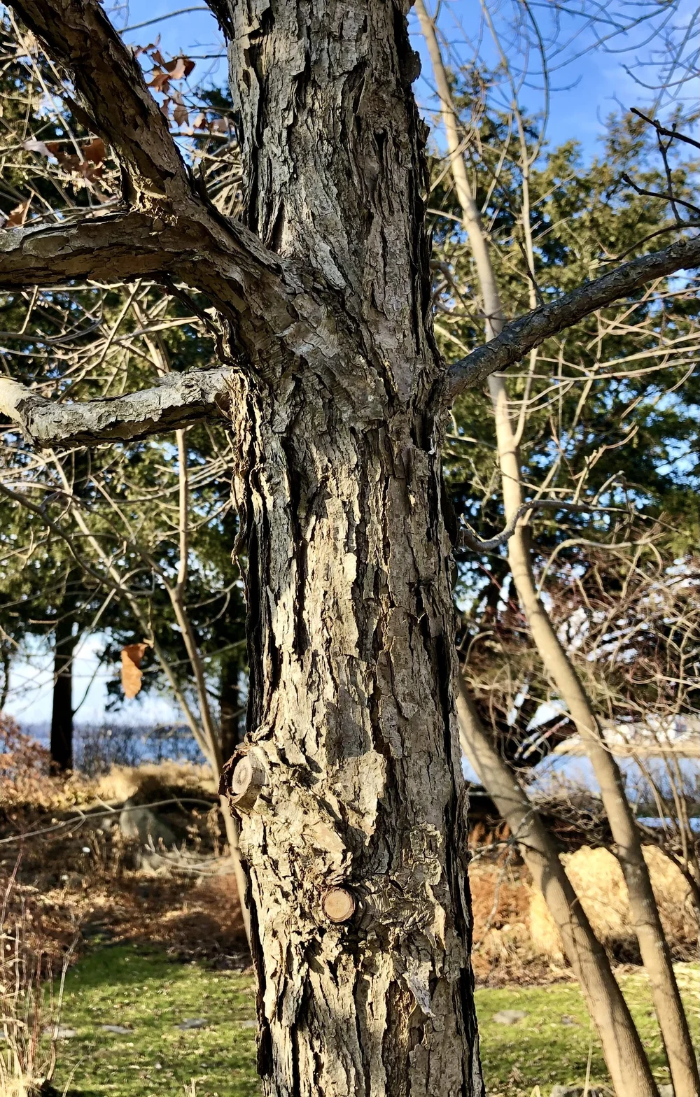 Npt Community Trees — Newport Tree Conservancy