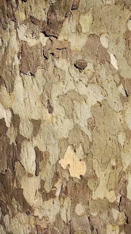 Exfoliation: Uncovering the Beauty of Tree Bark in Winter — Newport ...