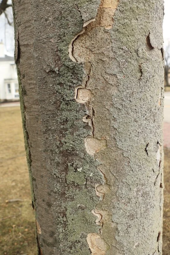 Exfoliation: Uncovering the Beauty of Tree Bark in Winter — Newport ...