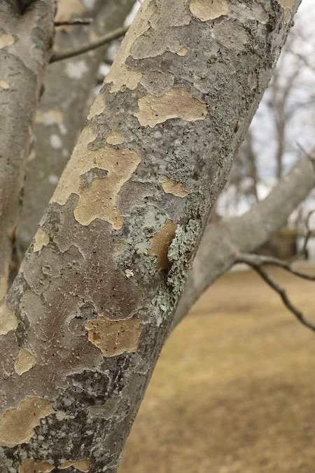 Exfoliation: Uncovering the Beauty of Tree Bark in Winter — Newport ...