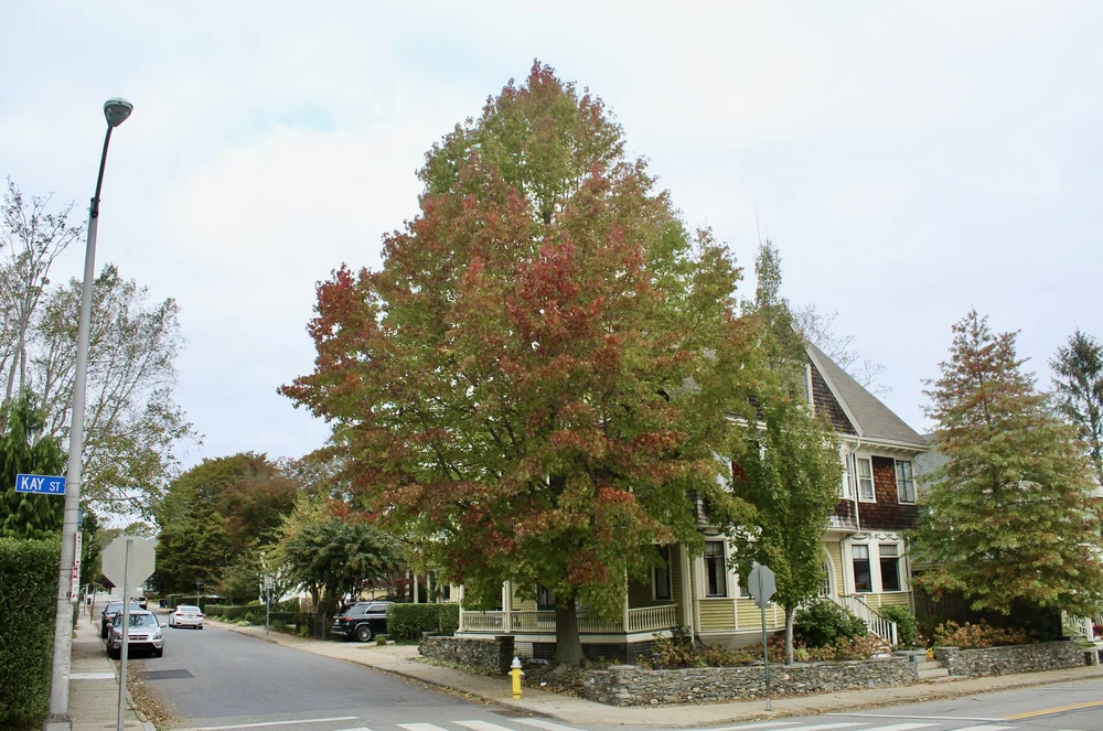 Specimen Tree Program — Newport Tree Conservancy