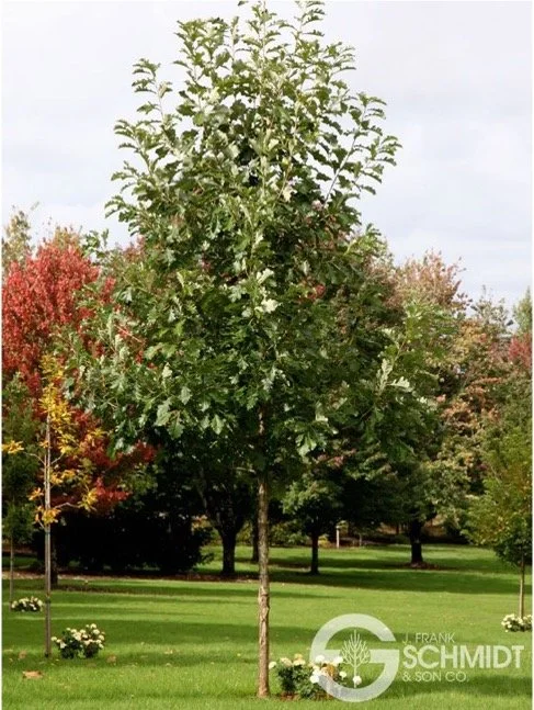 Npt Community Trees — Newport Tree Conservancy