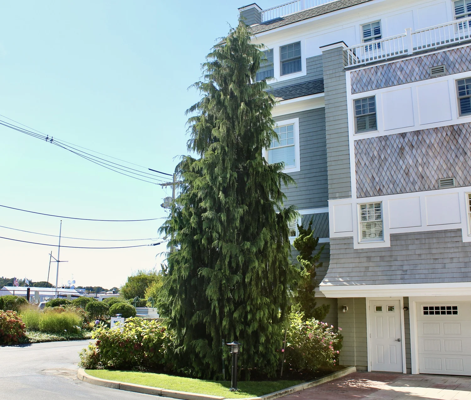 Specimen Tree Program — Newport Tree Conservancy