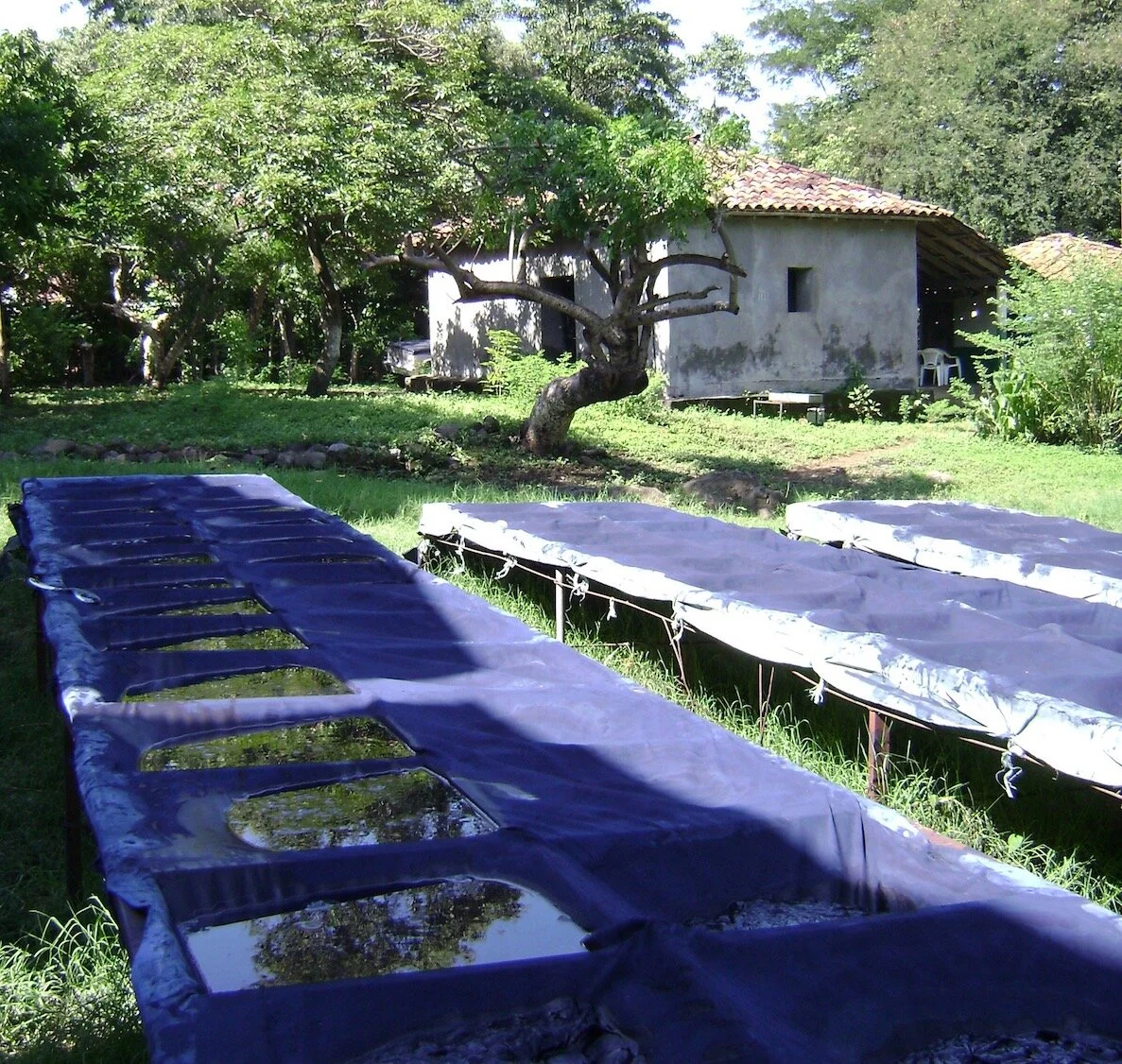 Blue Alchemy: Stories of Indigo — New Deal Films