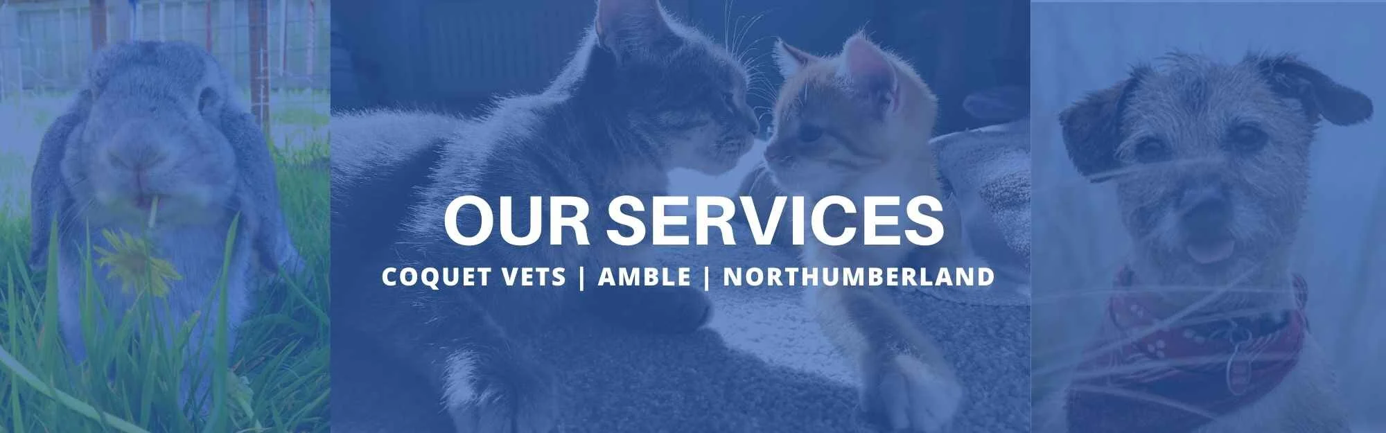 Coquet Vets