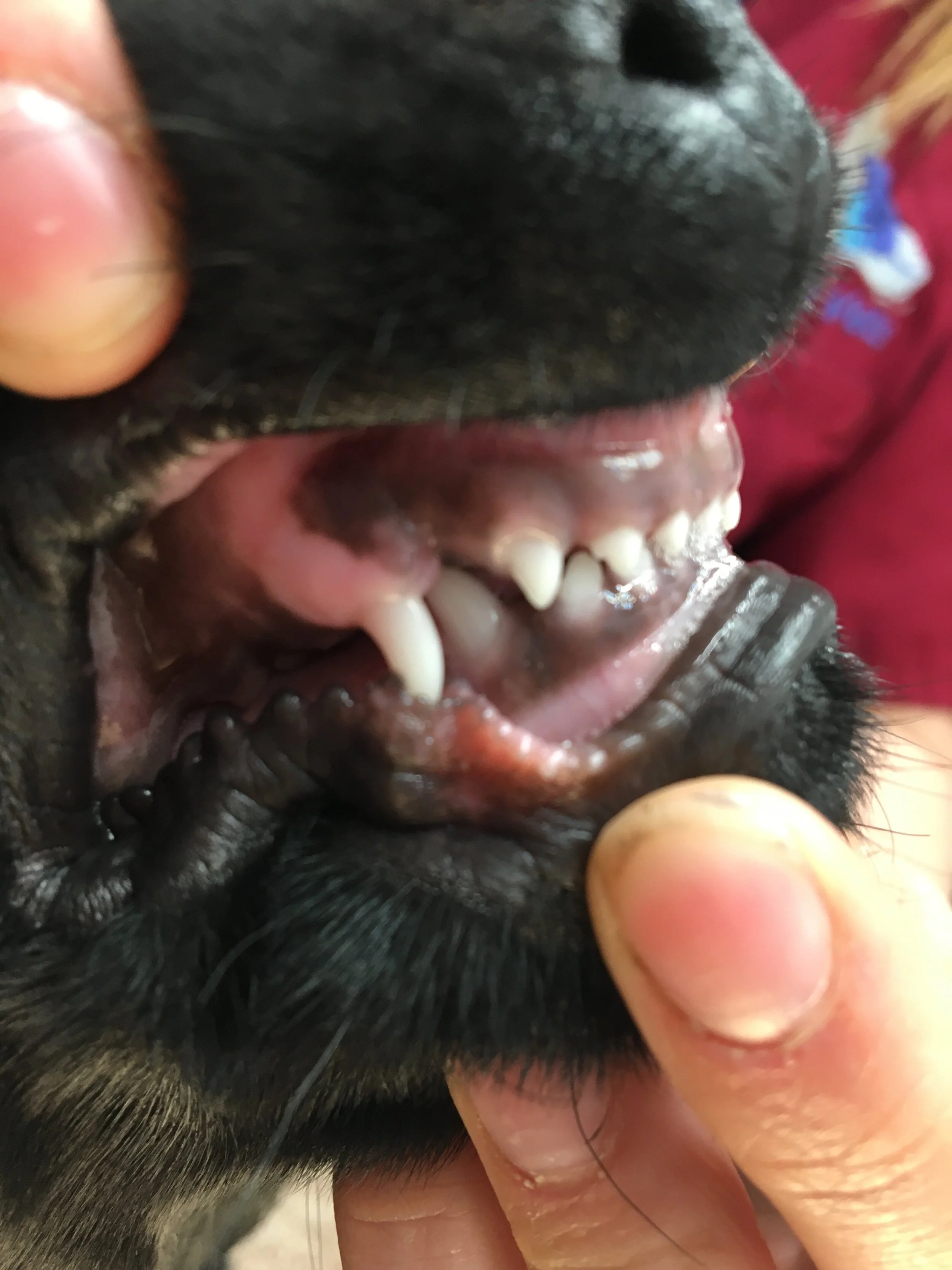 Coquet Vets
