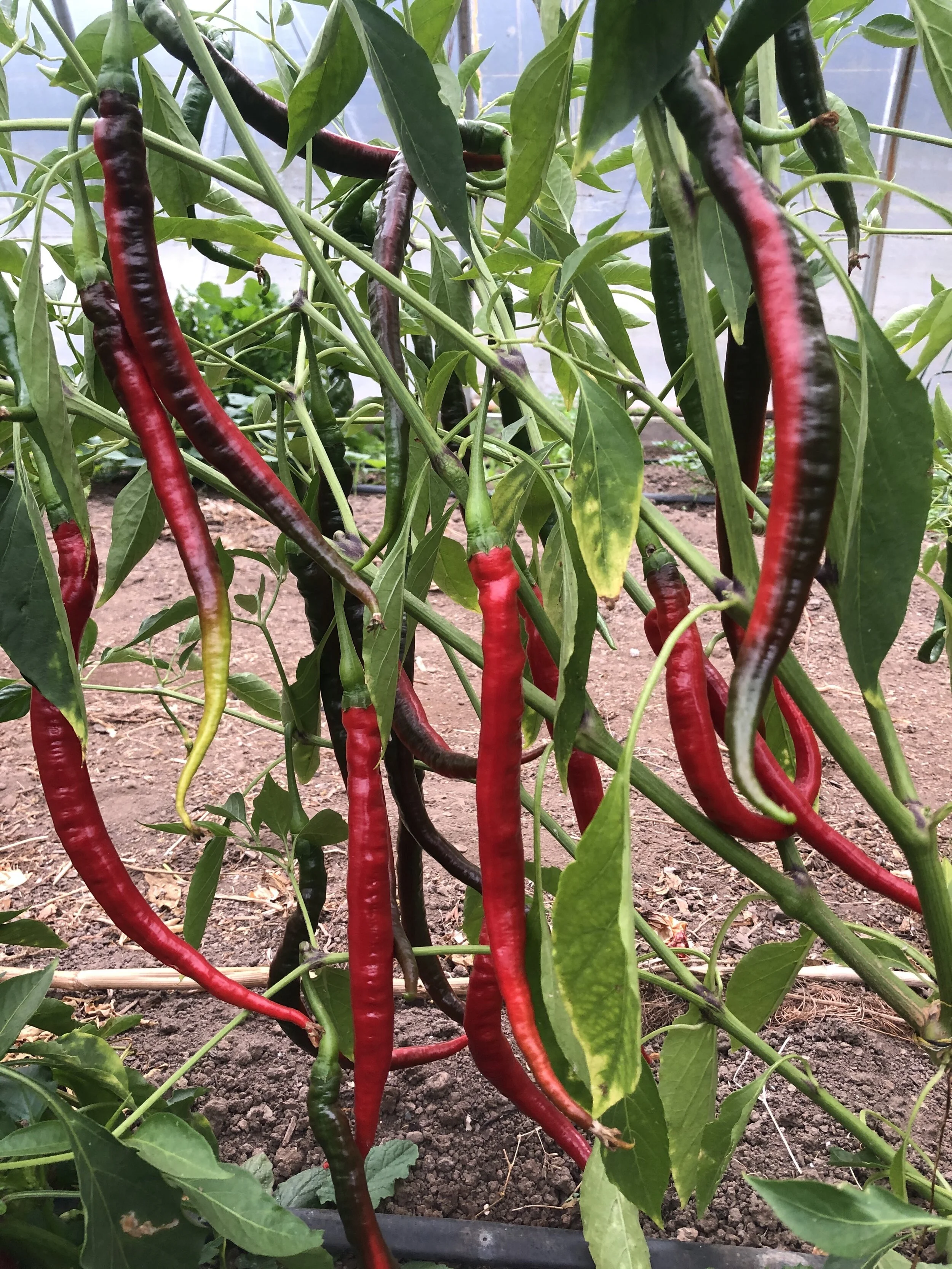 Peppers — Sweet rock farm quality organic seeds