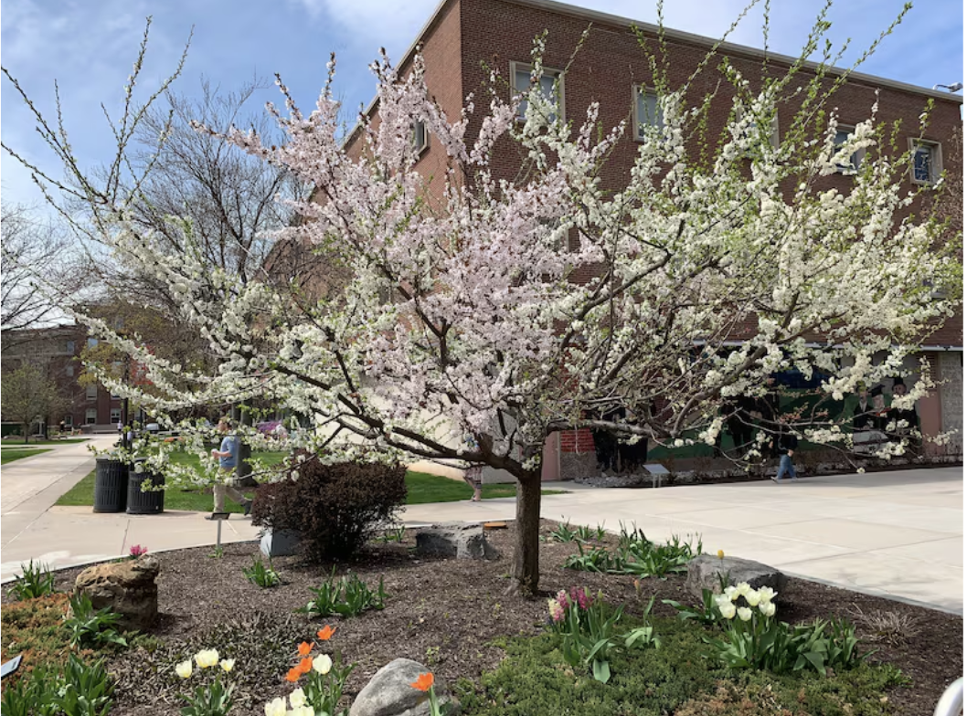 A tree that bears 40 different fruits takes root in the Temple campus ...