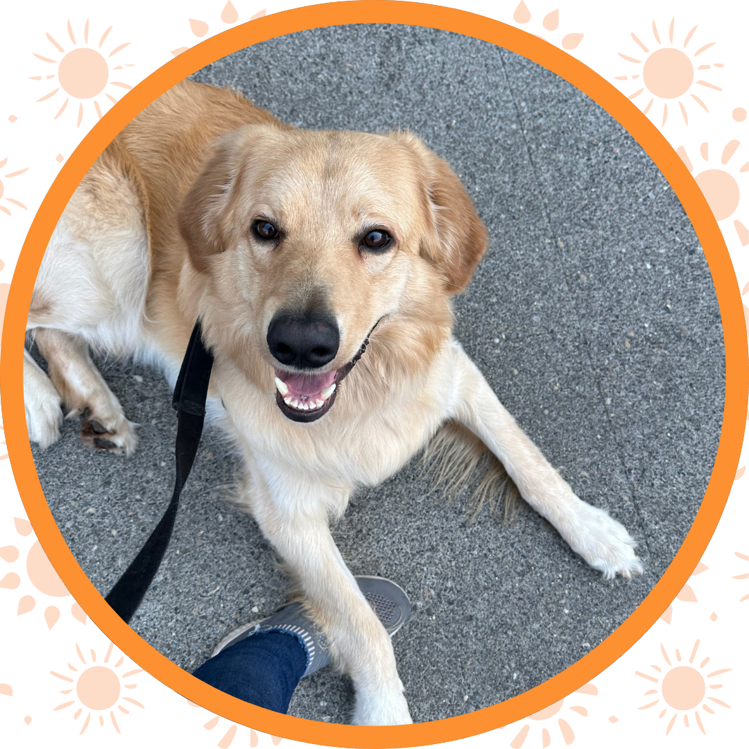 Group Dog Training Classes | SE Portland OR - Urban Pawsibilities