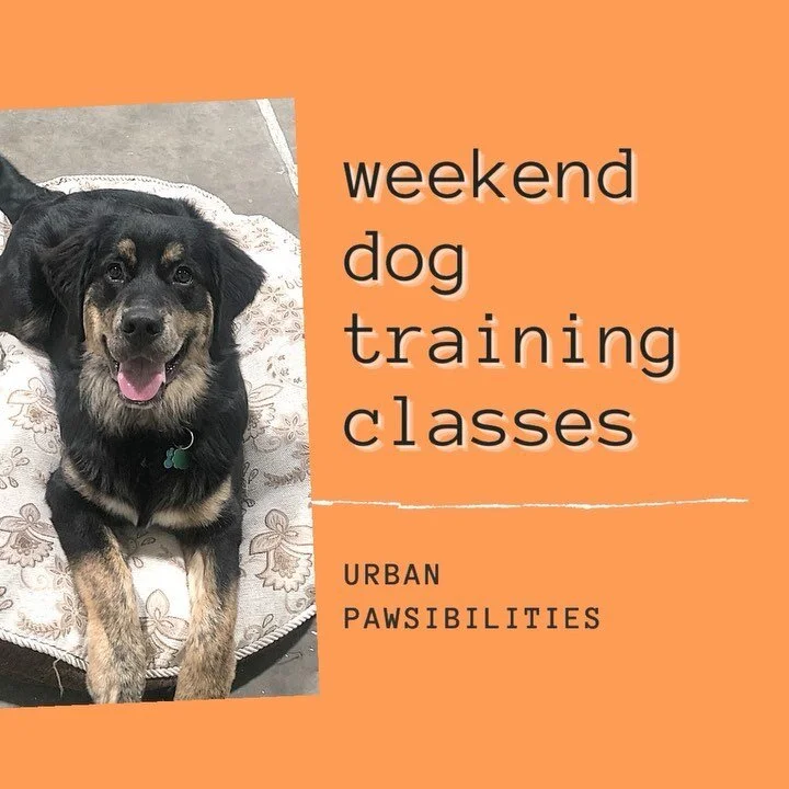 Urban Pawsibilities | SE Portland OR Dog Puppy Training and Classes