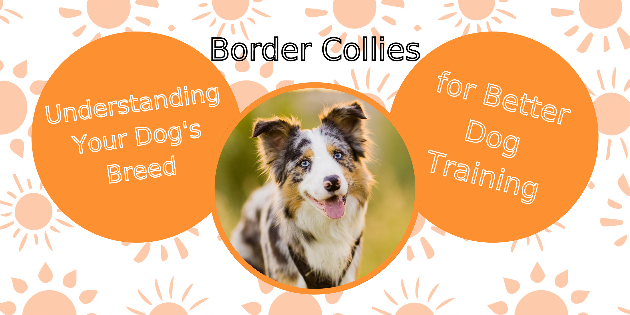 Border Collies: Understanding Your Dog's Breed for Better Training ...