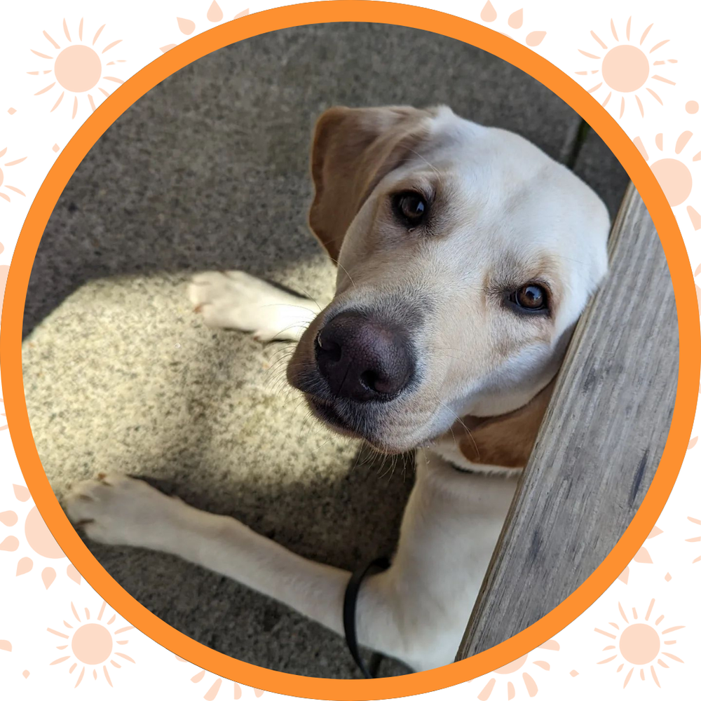 Group Dog Training Classes | SE Portland OR - Urban Pawsibilities