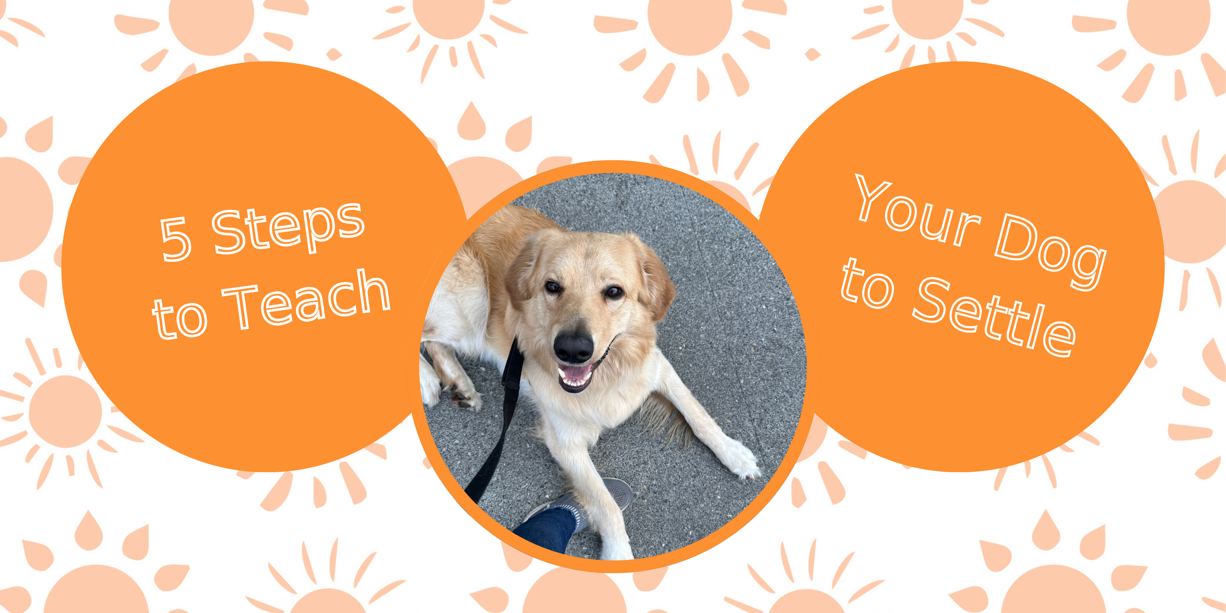 5 Steps to Teach Your Dog to Settle - Urban Pawsibilities