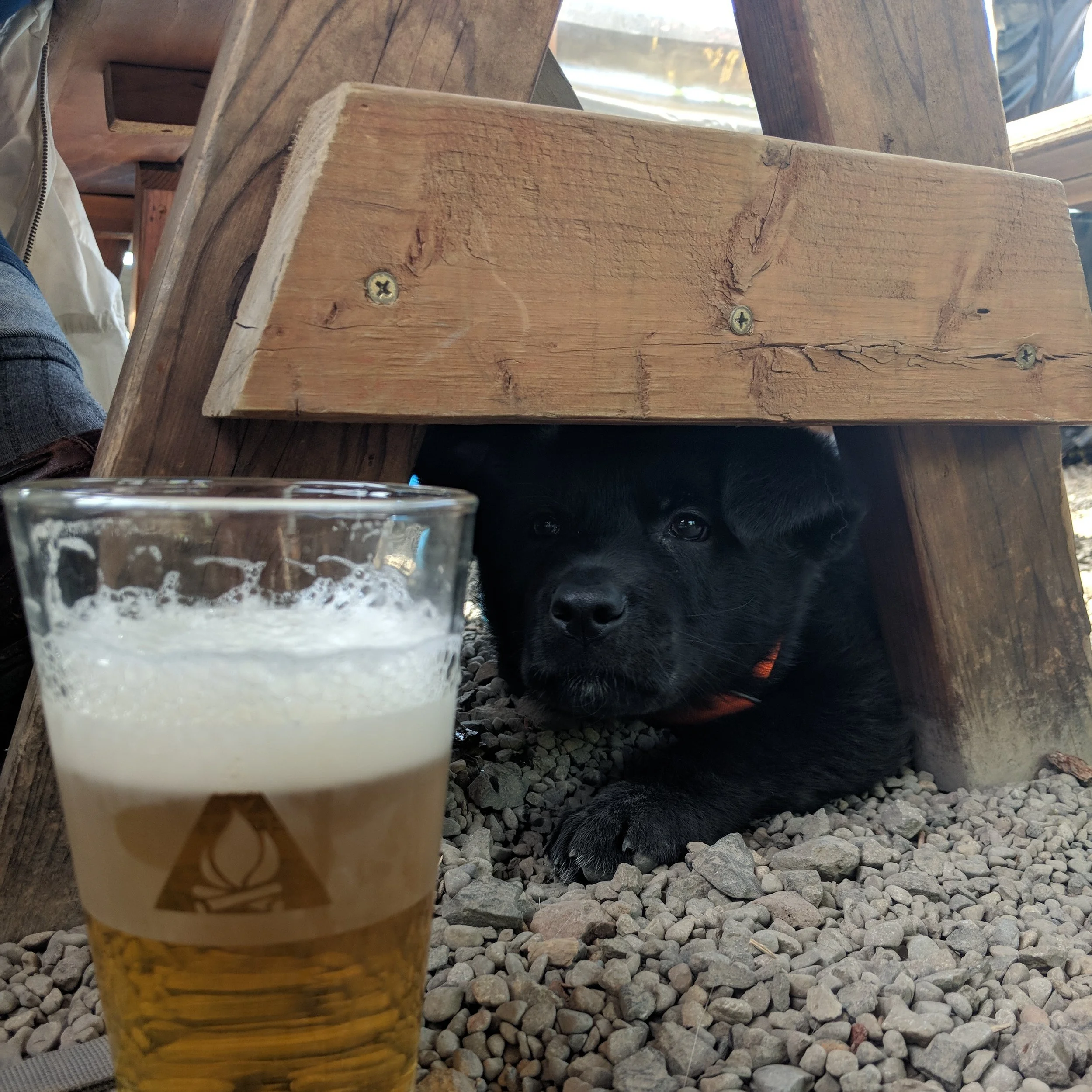 Group Dog Training Classes | SE Portland OR - Urban Pawsibilities