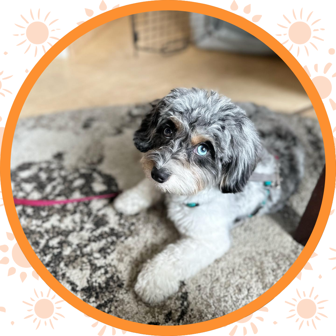 Group Dog Training Classes | SE Portland OR - Urban Pawsibilities