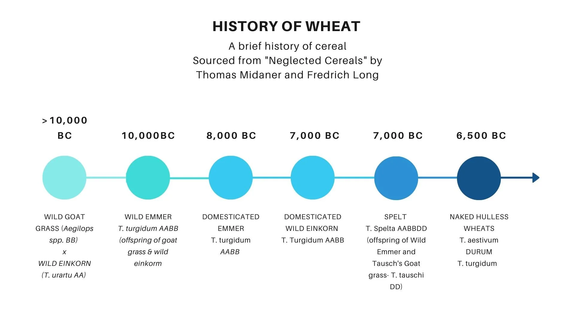 The Grain Project /Evelyn's Crackers