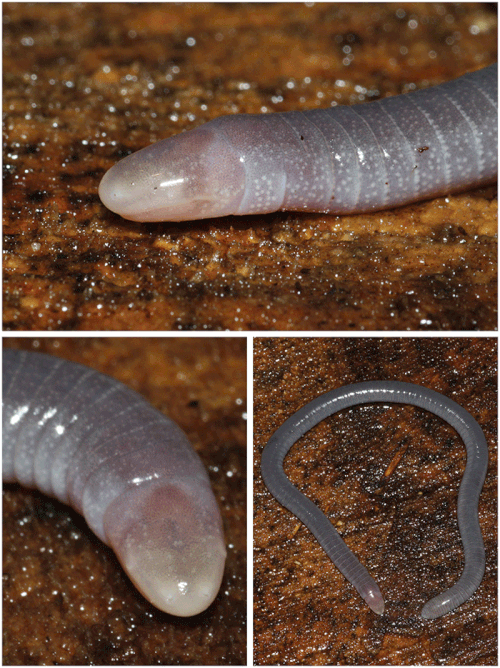 Amphibians Caecilians