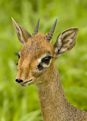 The Creature Feature: 10 Fun Facts About the Dik-Dik — Mary Bates, PhD