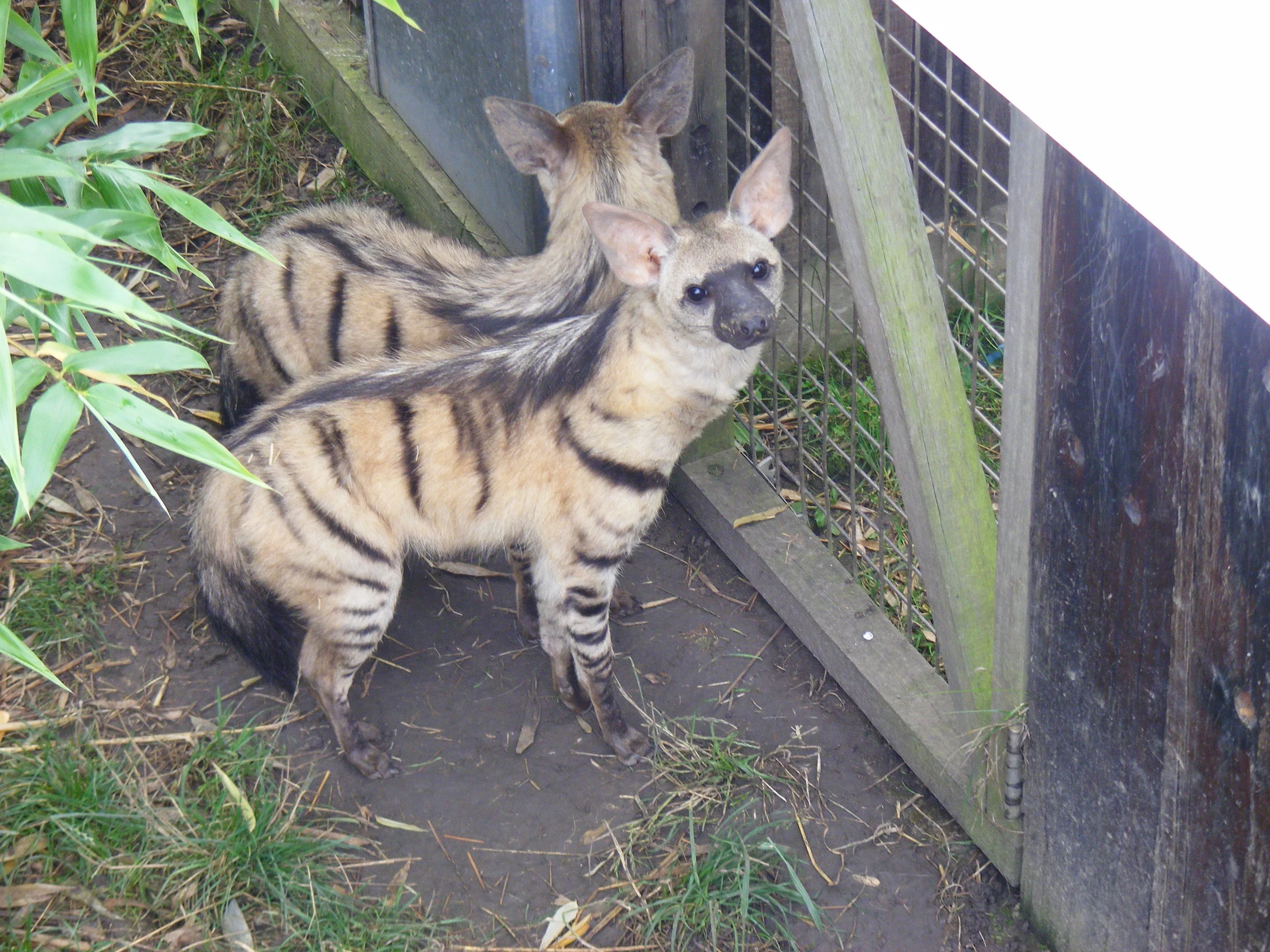 The Creature Feature: 10 Fun Facts About the Aardwolf — Mary Bates, PhD