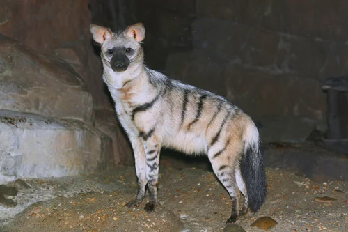The Creature Feature: 10 Fun Facts About the Aardwolf — Mary Bates, PhD