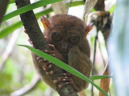 The Creature Feature: 10 Fun Facts About Tarsiers — Mary Bates, PhD