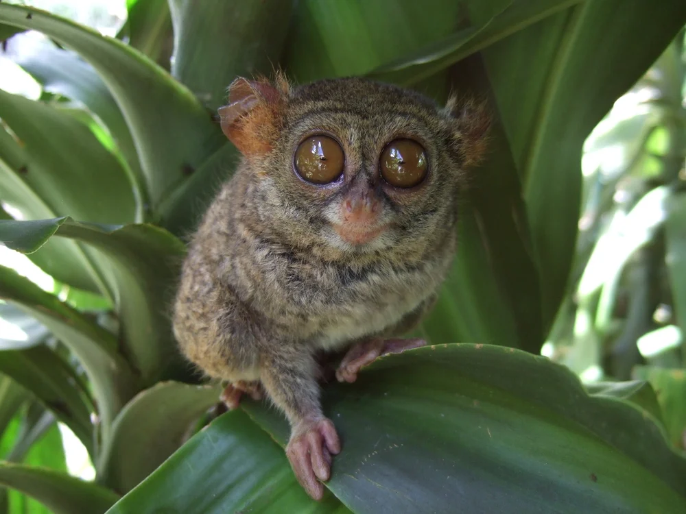 The Creature Feature: 10 Fun Facts About Tarsiers — Mary Bates, PhD