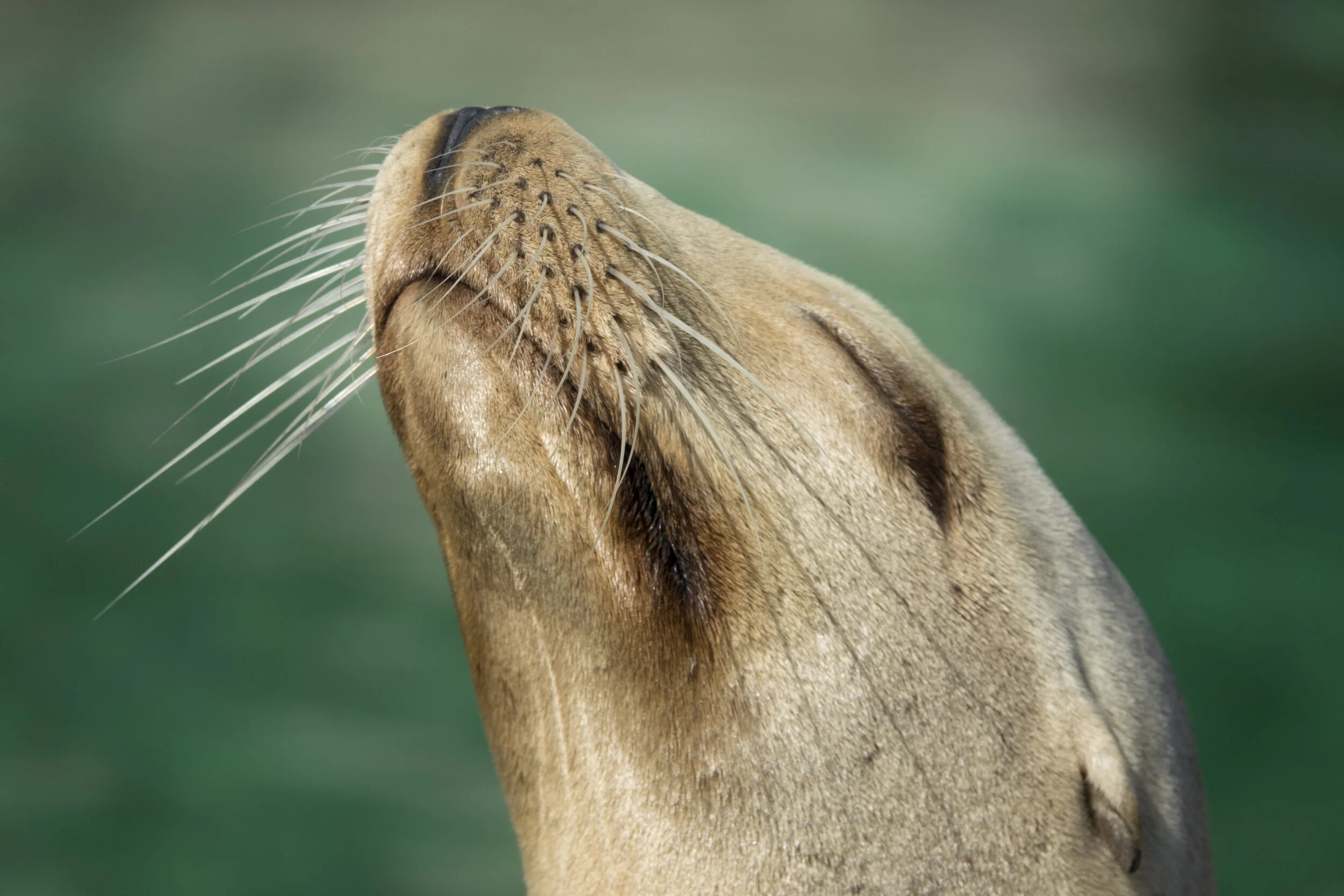 Marine Mammals Actively Explore Environment with Whiskers — Mary Bates, PhD