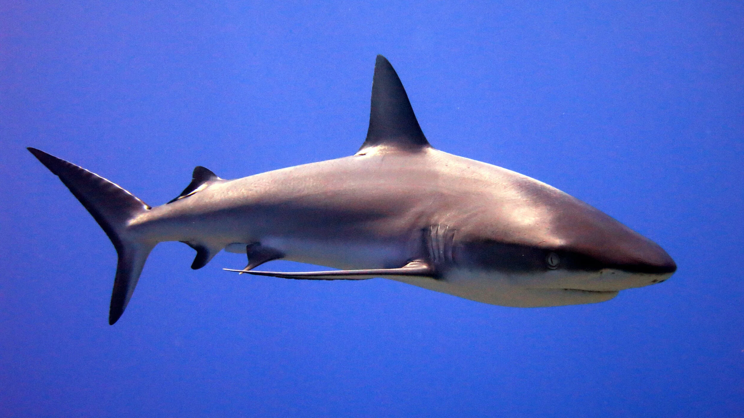 The Sharks That Hunt in Packs — Mary Bates, PhD