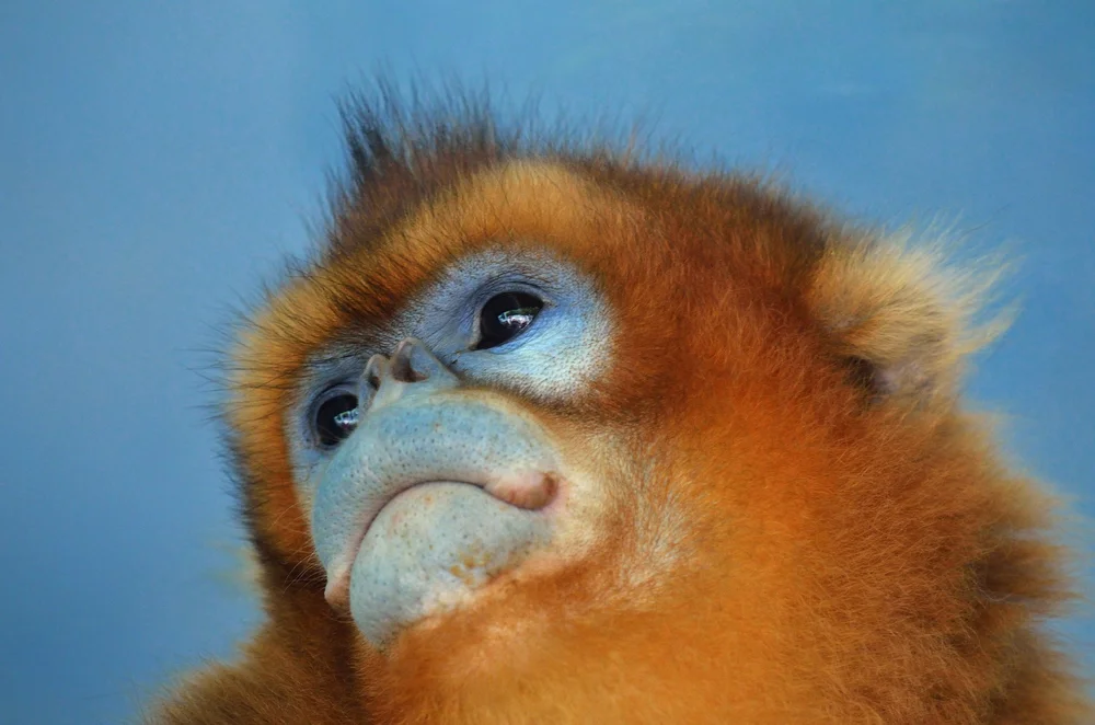 The Creature Feature: 10 Fun Facts About the Golden Snub-Nosed Monkey ...