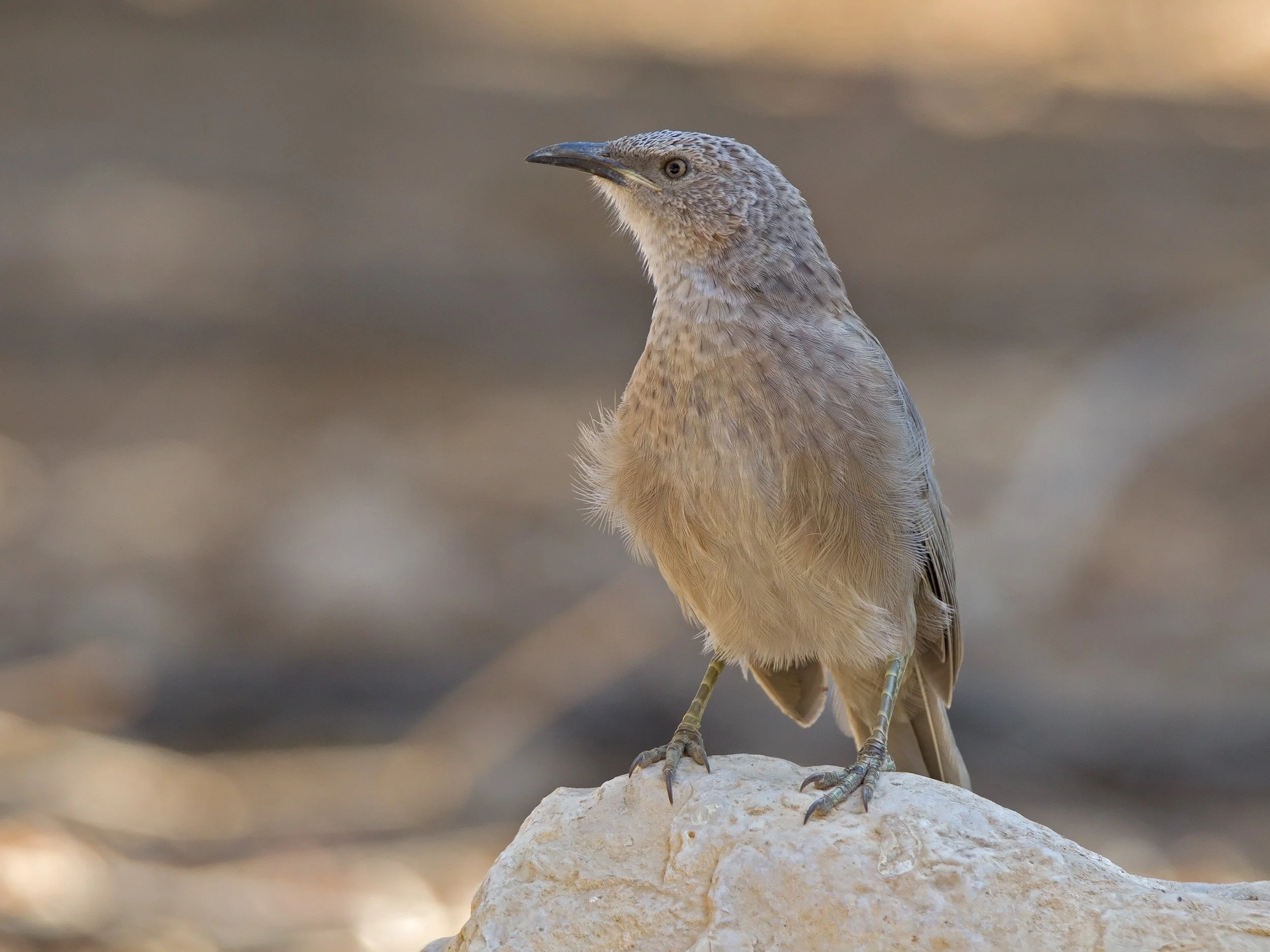 Flexible Food Preparation — Mary Bates, PhD