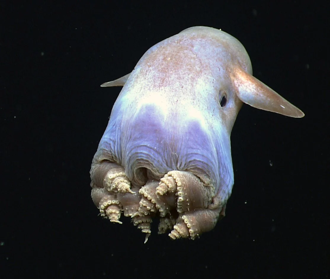 The Creature Feature: 10 Fun Facts About the Dumbo Octopus — Mary Bates ...