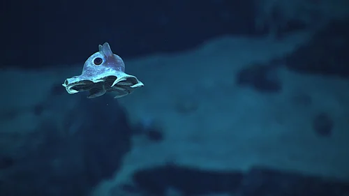 The Creature Feature: 10 Fun Facts About the Dumbo Octopus — Mary Bates ...