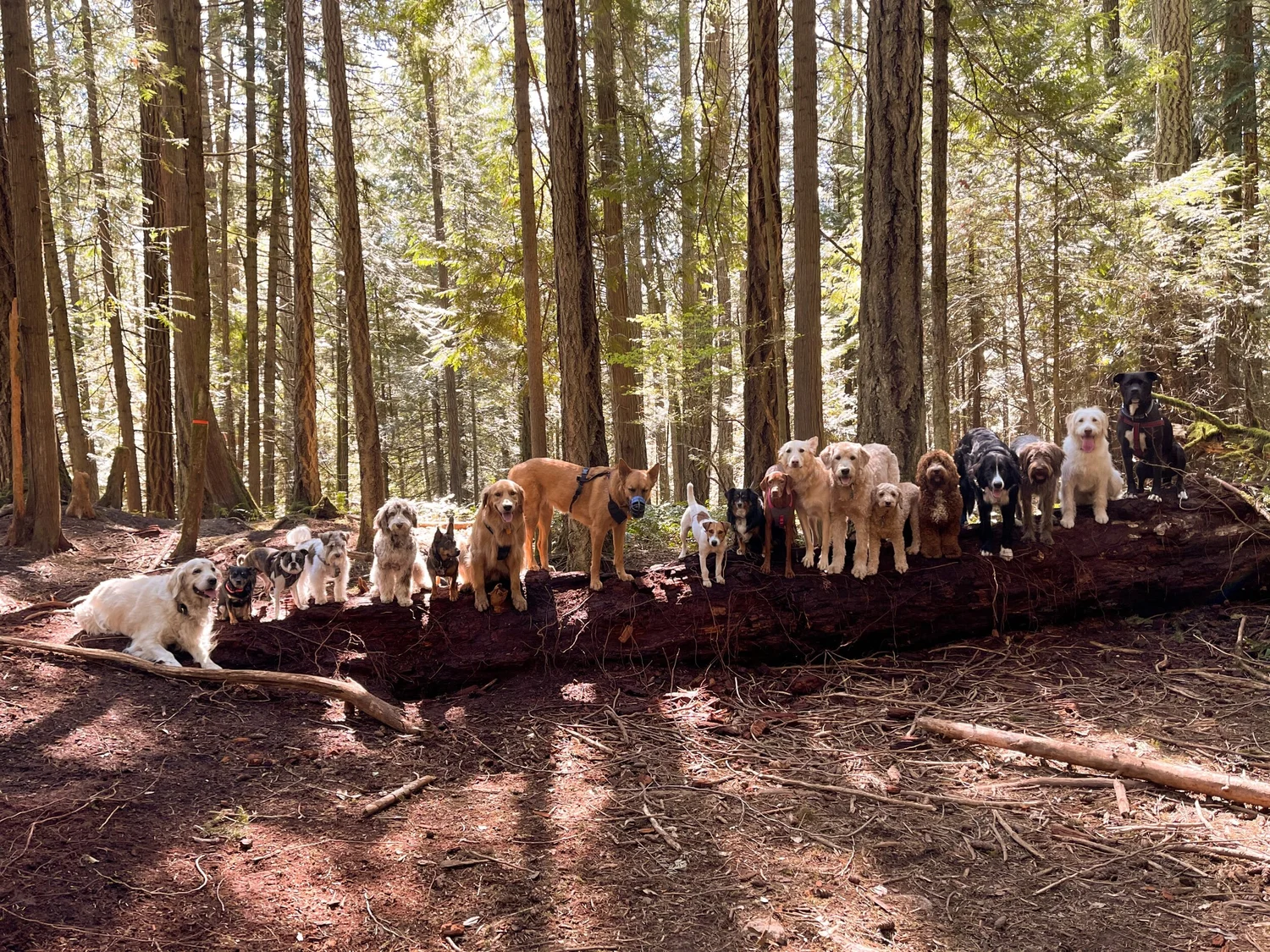 About Us: Dog Walking & Pet Sitting in Victoria, BC — Van Island Pups