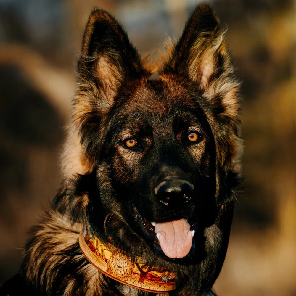 Litter 1 — Jakoba German Shepherds