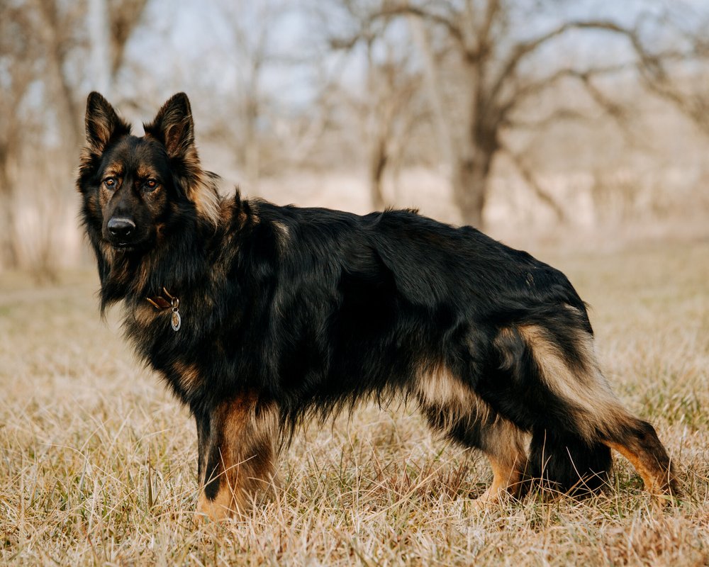 Are German Shepherds Pack Dogs