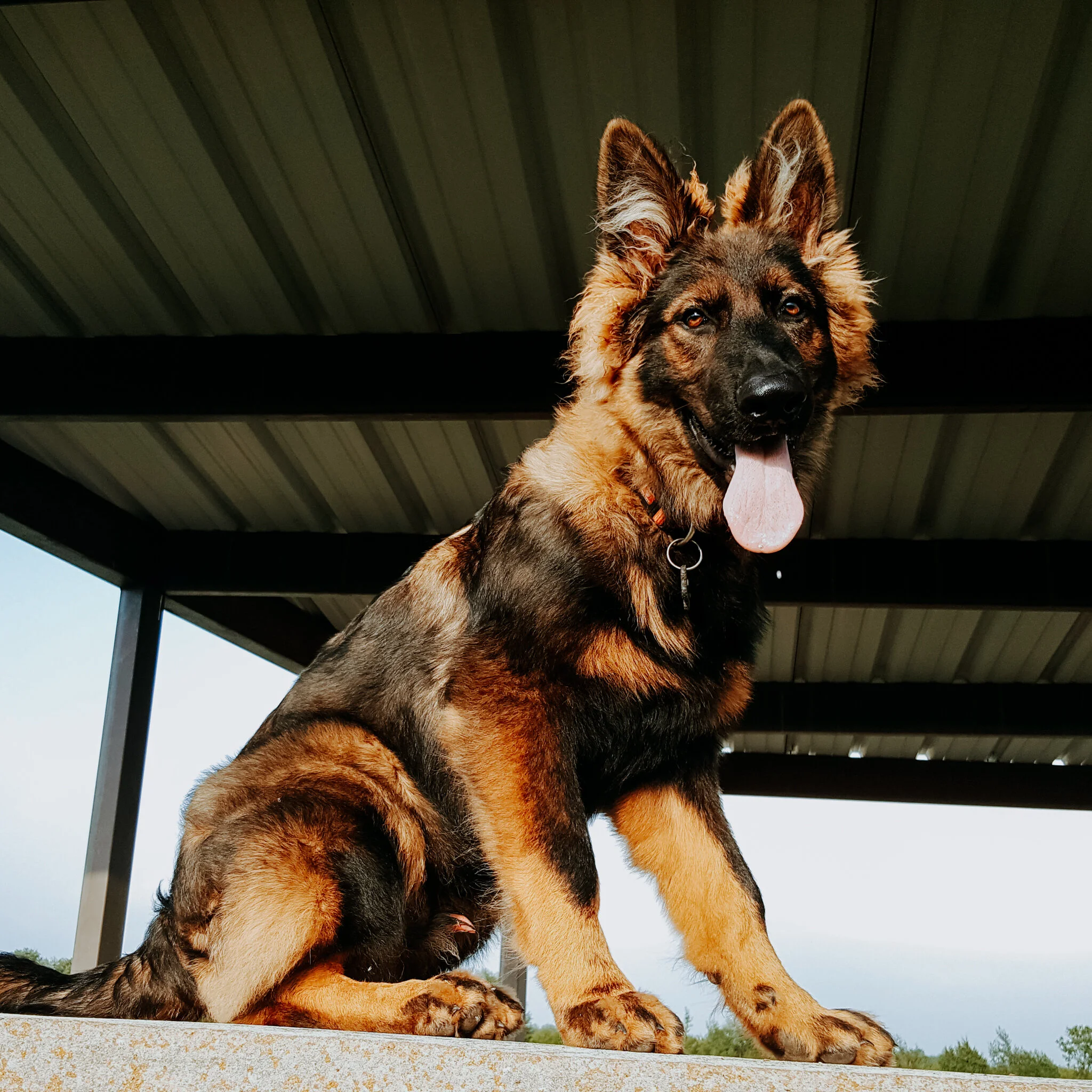 Koba's Gallery — Jakoba German Shepherds