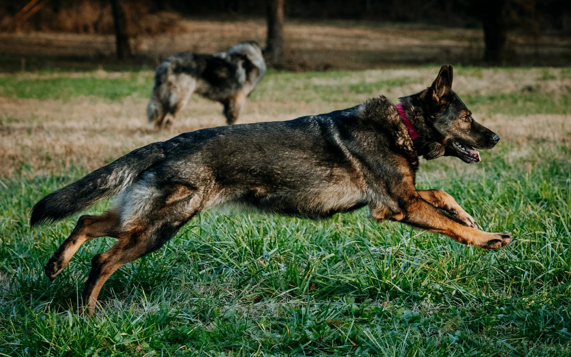 Our Review of Fera Pet Organics: Vet Formulated Supplements Backed by ...