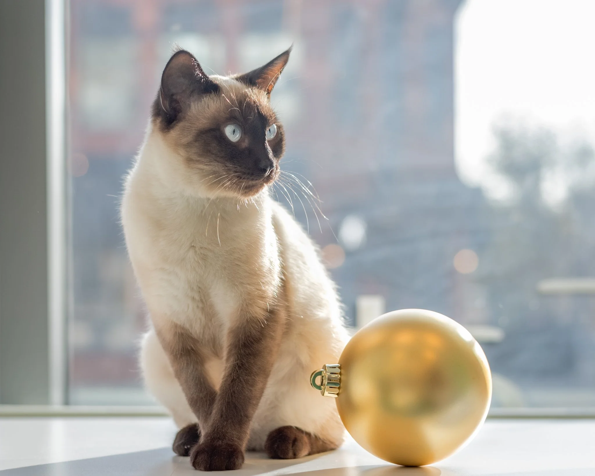 Events — Regal Cat Cafe