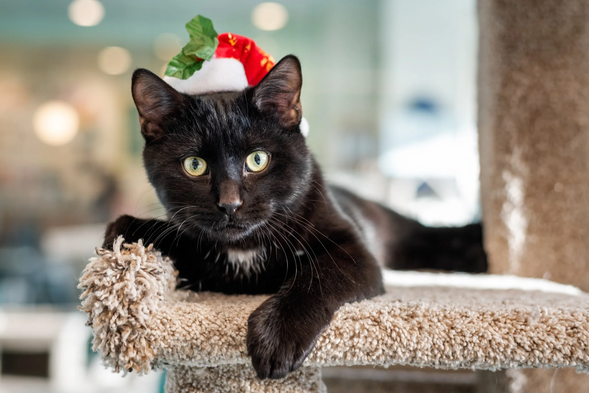 Reservation — Regal Cat Cafe