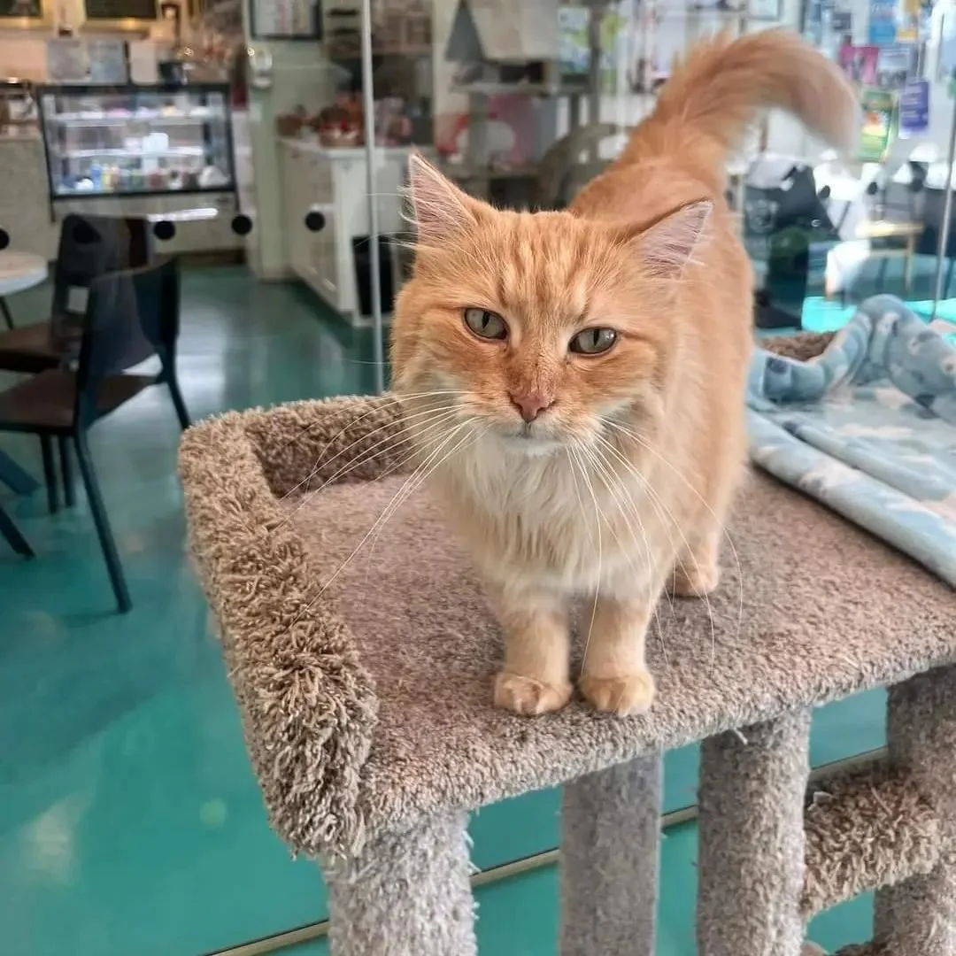 Regal Cat Cafe