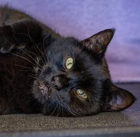 Meet Our Cats — Regal Cat Cafe