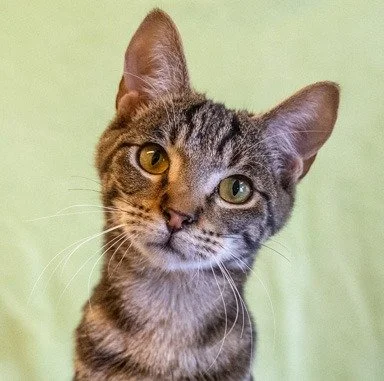 Meet Our Cats — Regal Cat Cafe