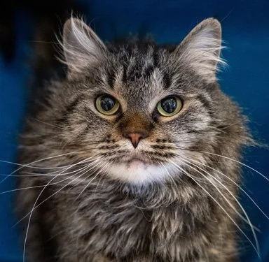 Meet Our Cats — Regal Cat Cafe