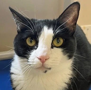 Meet Our Cats — Regal Cat Cafe