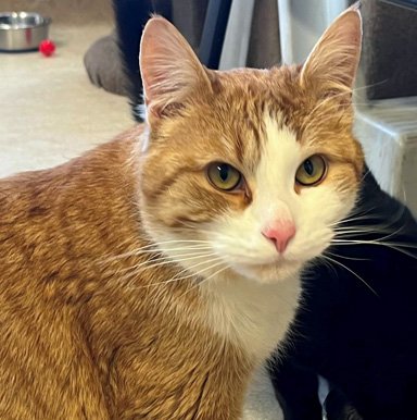 Meet Our Cats — Regal Cat Cafe
