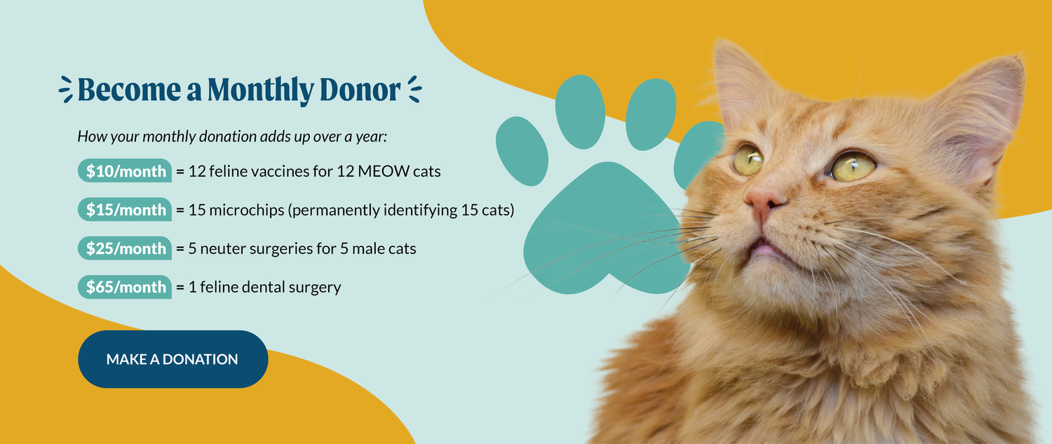 Donate to MEOW Foundation — Regal Cat Cafe