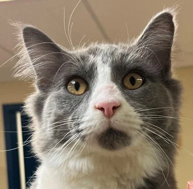 Meet Our Cats — Regal Cat Cafe