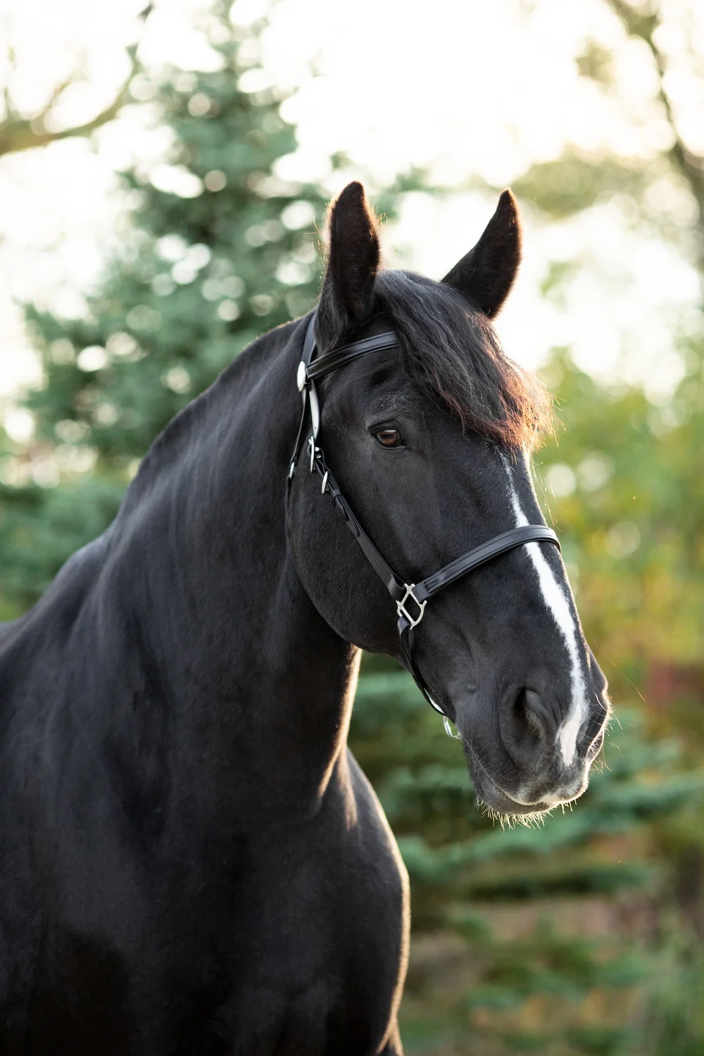 Horses — Madison Mounted Horse Patrol