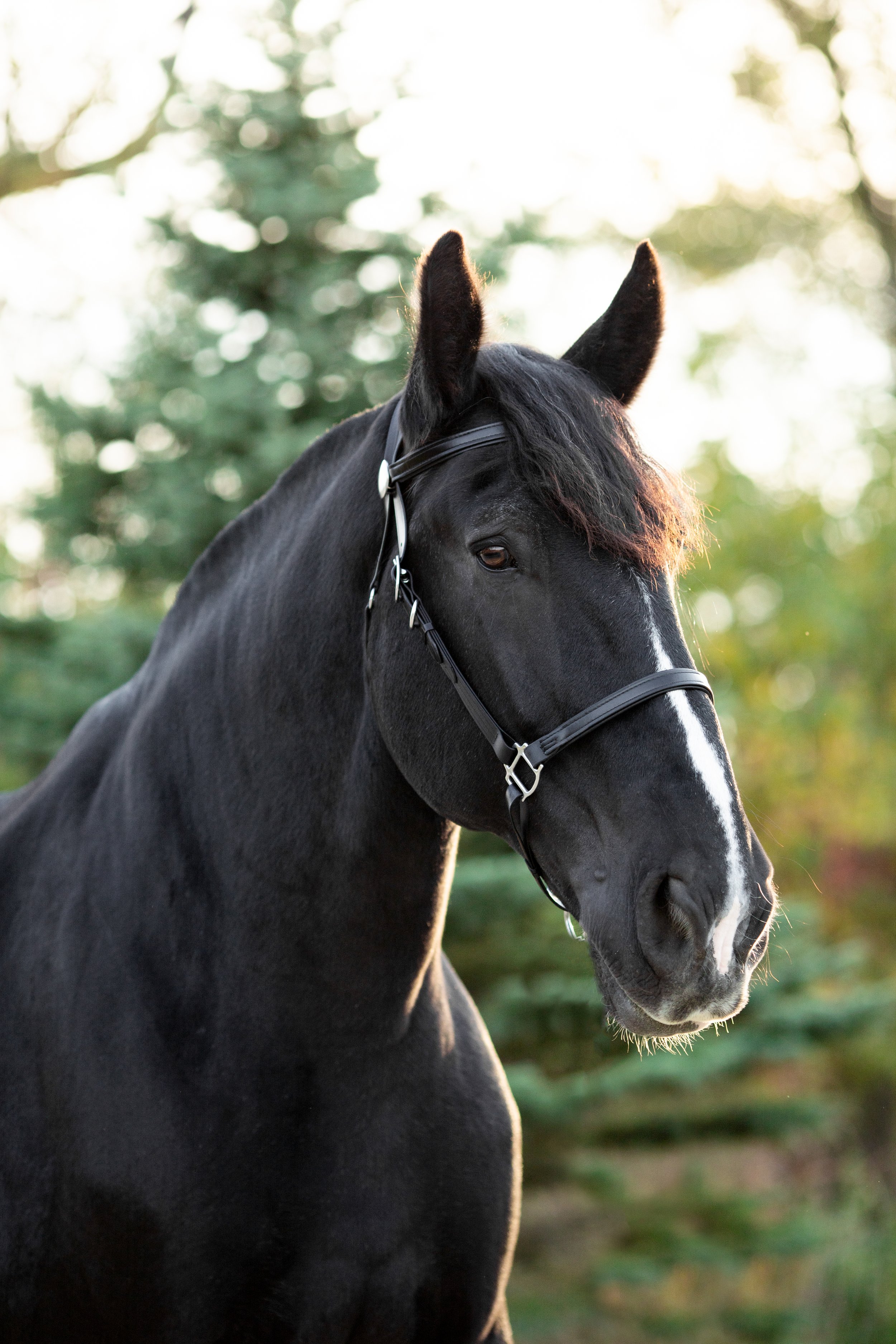 Horses — Madison Mounted Horse Patrol